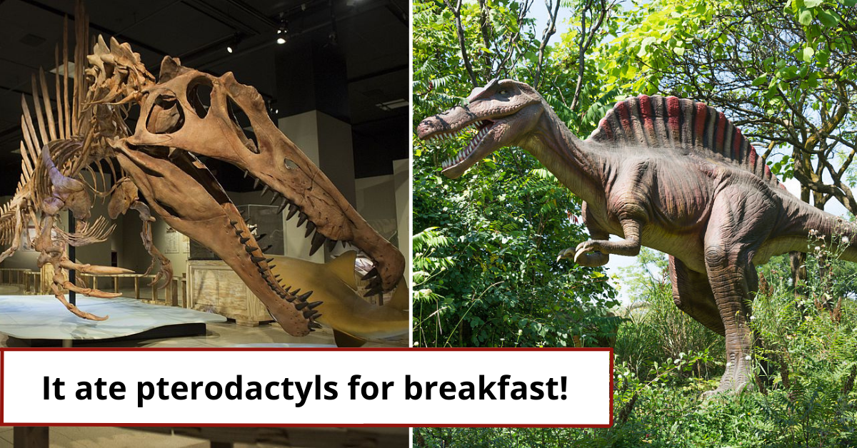 New Species of Spinosaurid Dinosaur Unearthed in Portugal