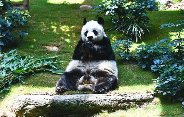 The Vintage News - The Vintage News site