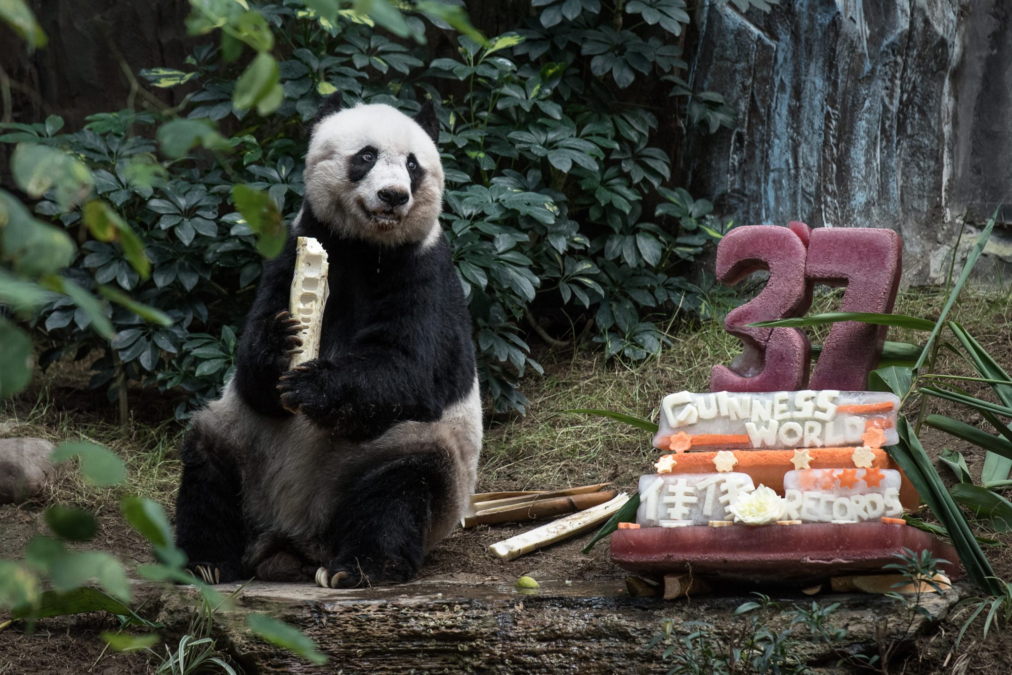 The World's Oldest Male Giant Panda Lived To Be 105 Human Years Old ...