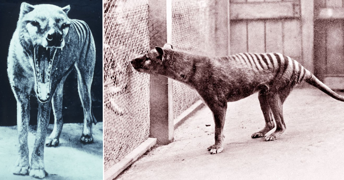 Scientists Have Put Together the Most Complete Tasmanian Tiger Genome ...