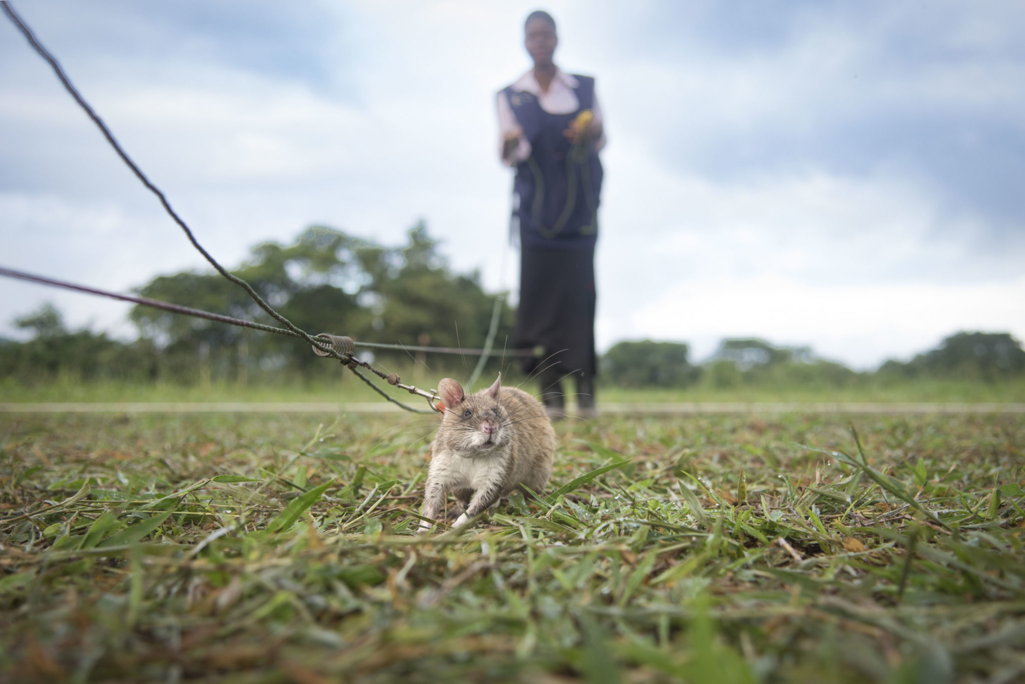 These Hero Rats With Backpacks Are Being Trained to Rescue Earthquake ...