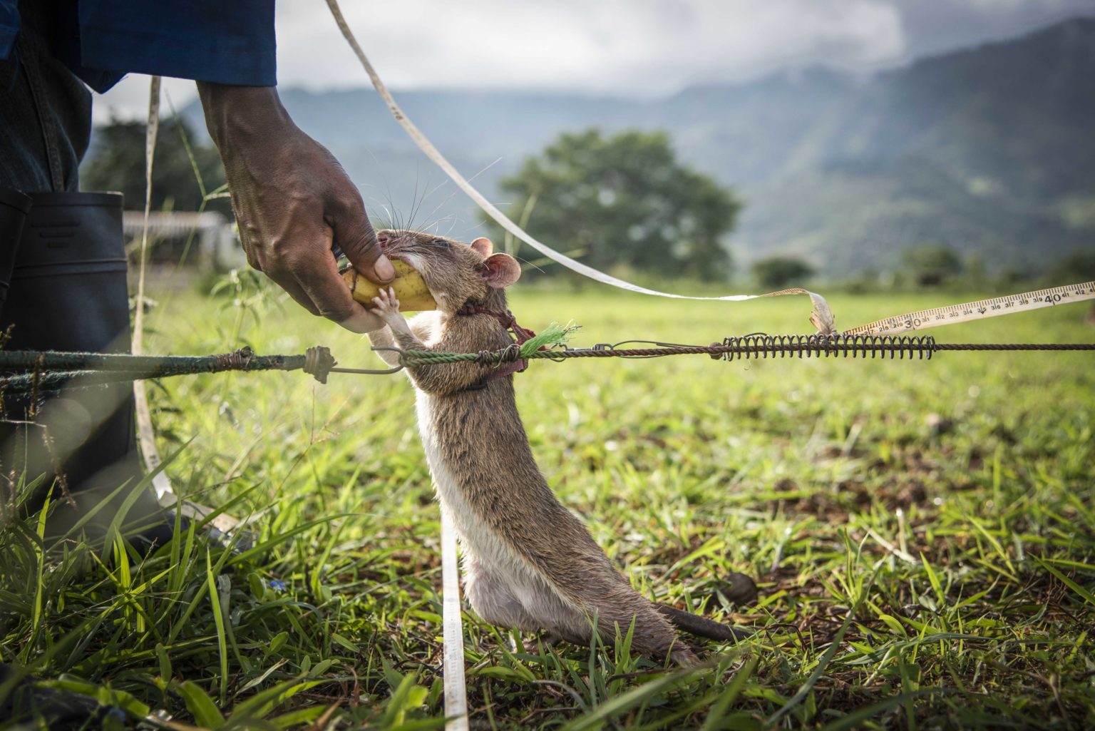 These Hero Rats With Backpacks Are Being Trained to Rescue Earthquake ...