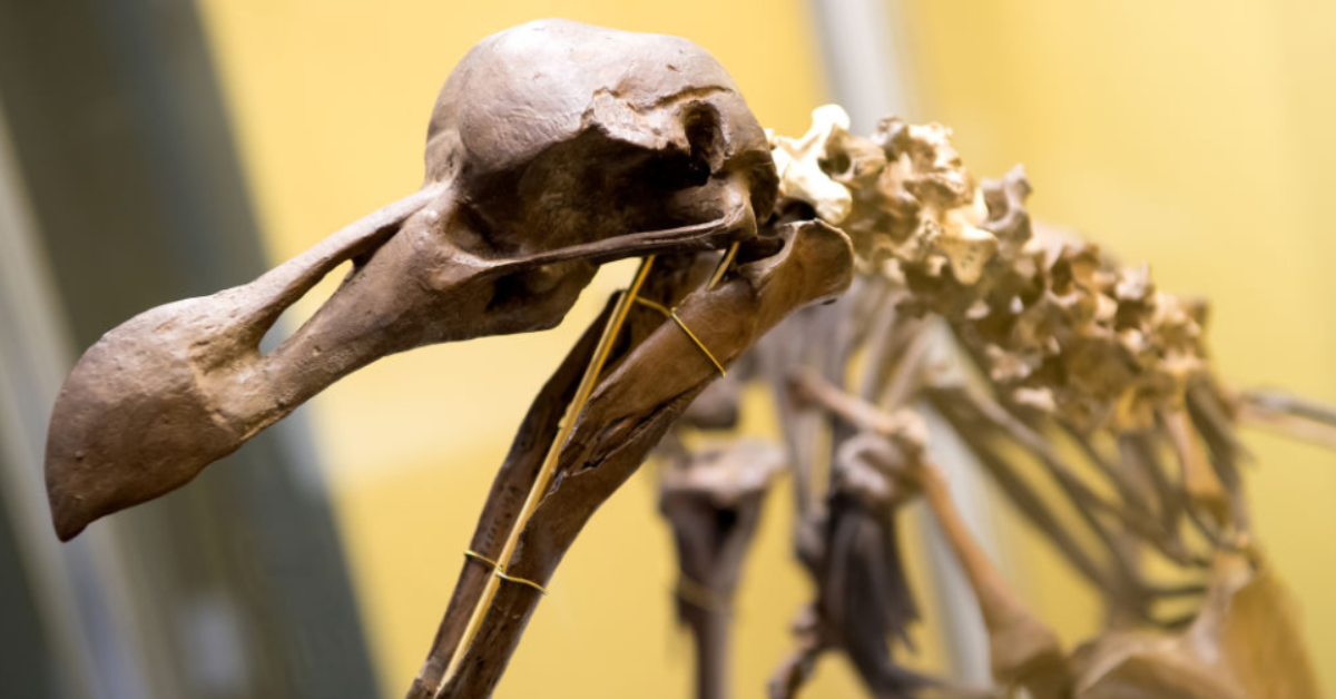 Discovery of Unknown Fossil in Museum is Changing the History Books ...