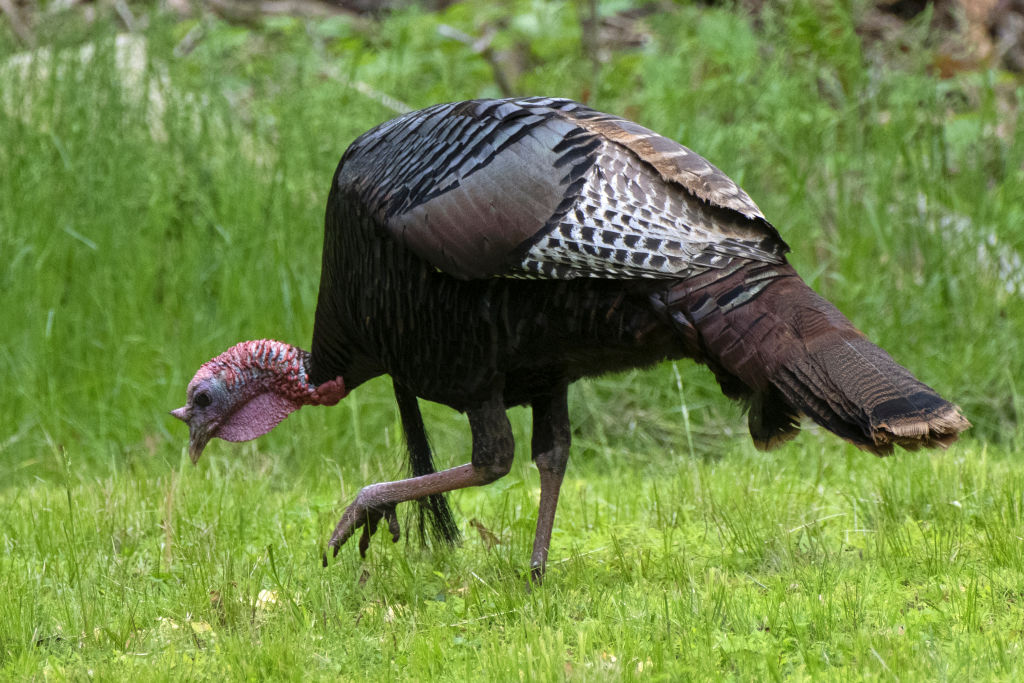 Discovery of Unknown Fossil in Museum is Changing the History Books ...