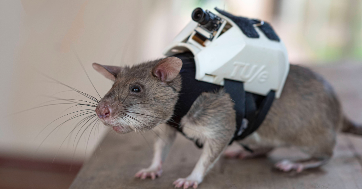These Hero Rats With Backpacks Are Being Trained to Rescue Earthquake ...