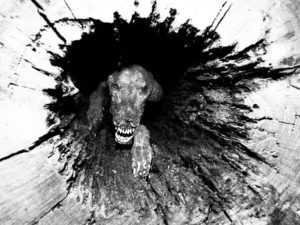 Stuckie the Dog Was Found Mummified Inside a Tree | The Vintage News