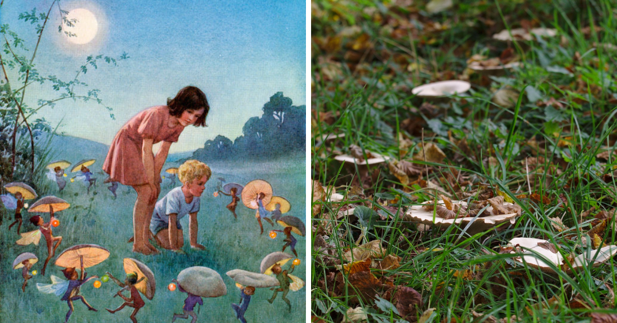 Fairy Circle Mushrooms: The Stuff of Literature and Legend | The ...
