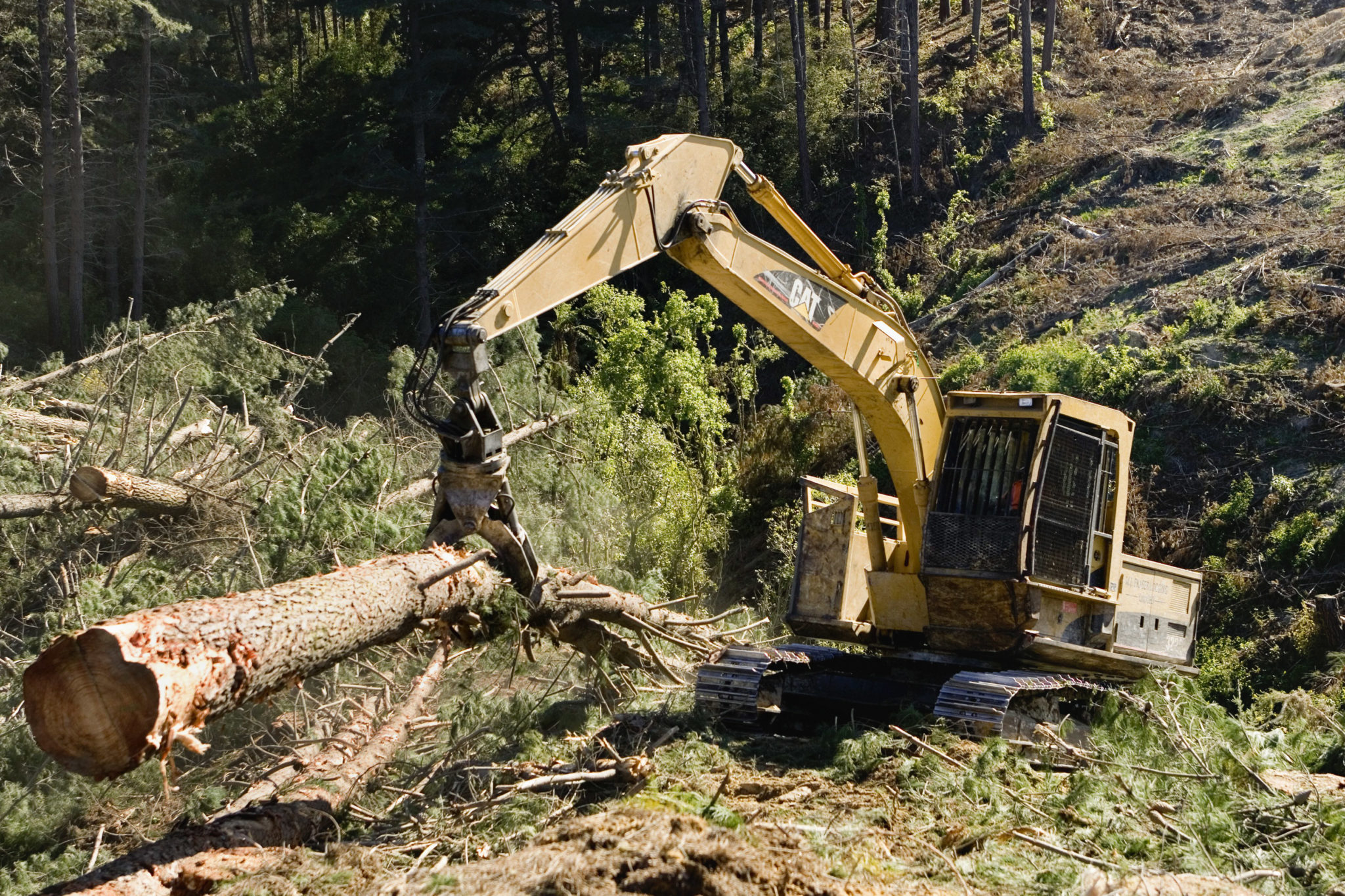 Stuckie the Dog Was Found Mummified Inside a Tree | The Vintage News