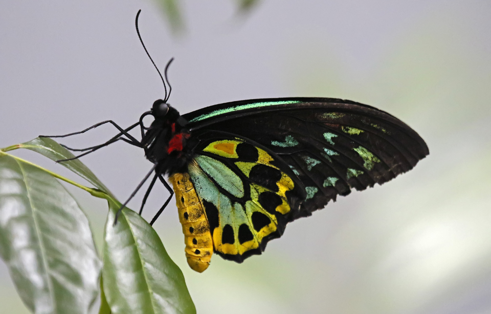 Queen Alexandra's Birdwing: The World's Largest and Rarest Butterfly