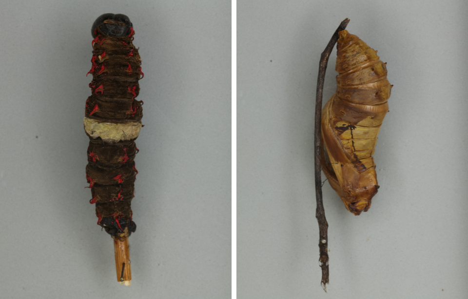 Queen Alexandra's Birdwing: The World's Largest and Rarest Butterfly