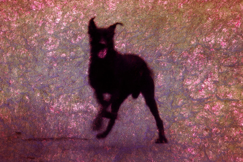 The Terrifying Legend of the Black Dog | The Vintage News