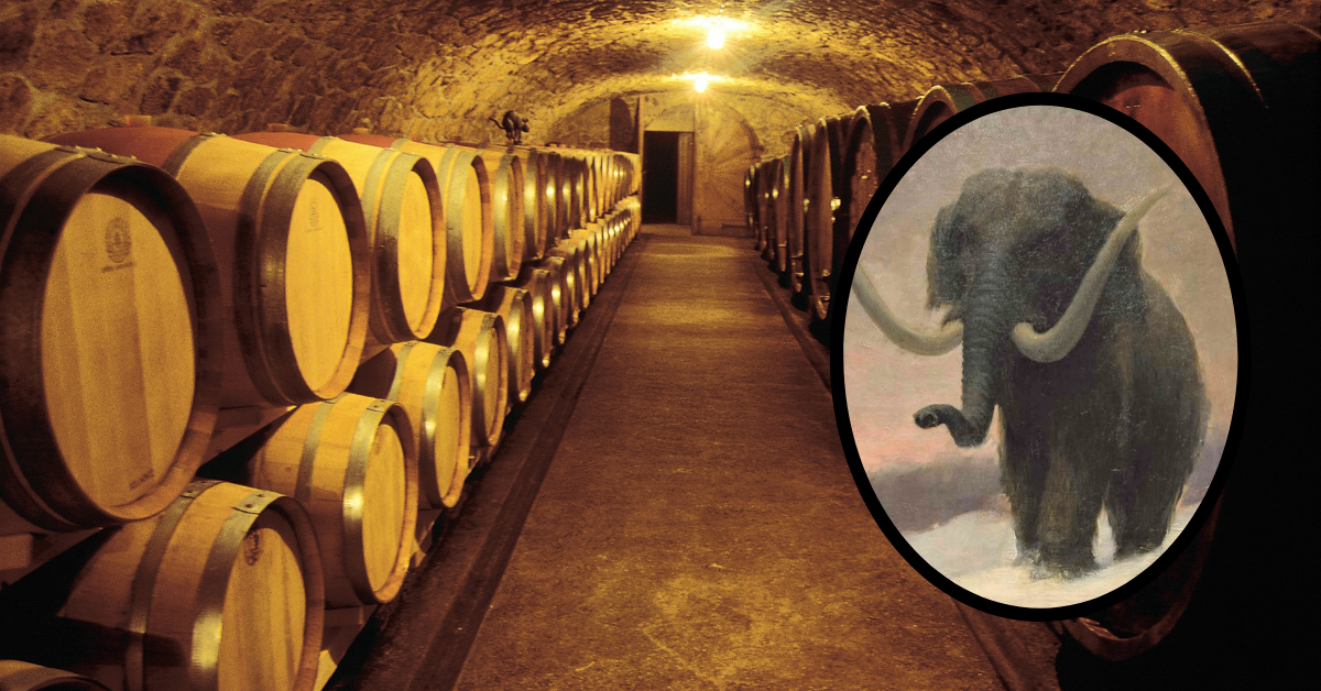 Austrian Man Renovating Wine Cellar Discovers Mammoth Bones | The ...